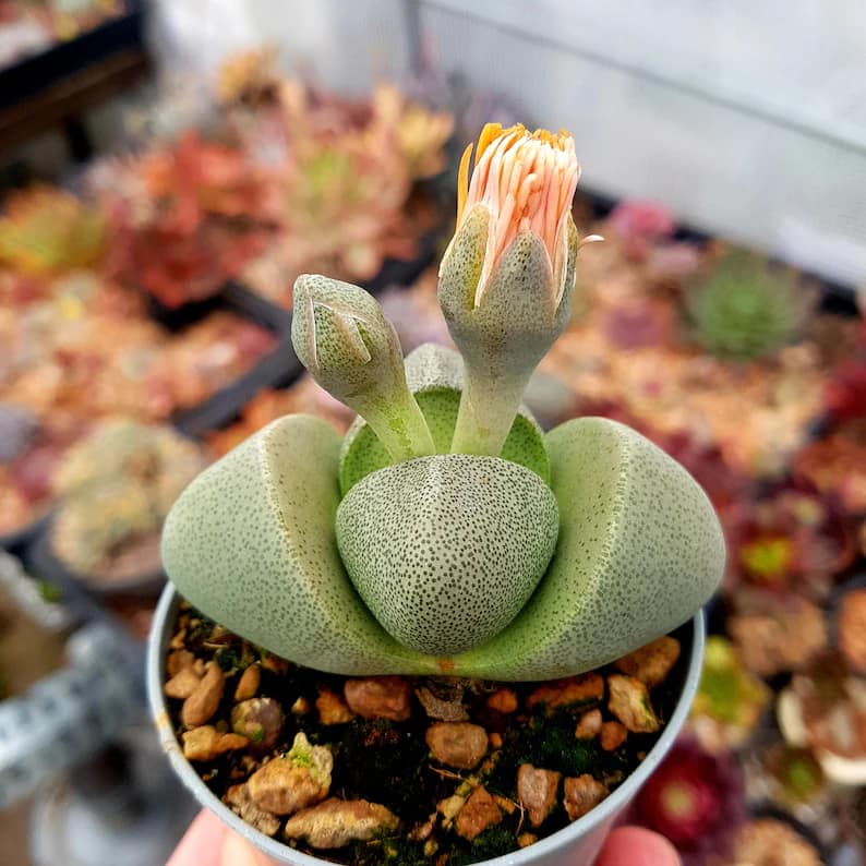 Small but Mighty: The Best Indoor Succulent Plant Ideas for a Big ...